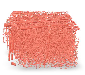 Mouse Blood Vessel AR Models | Functional Optical Imaging Laboratory