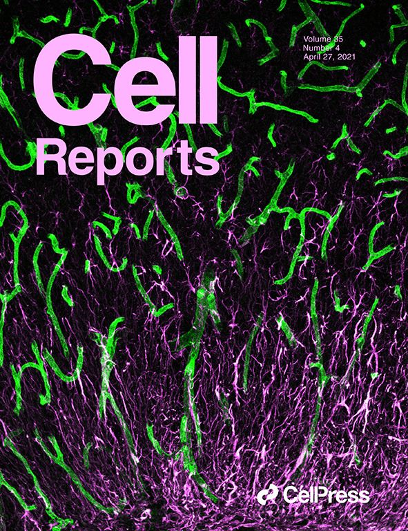 Reactive astrocytes facilitate vascular repair and remodeling after ...